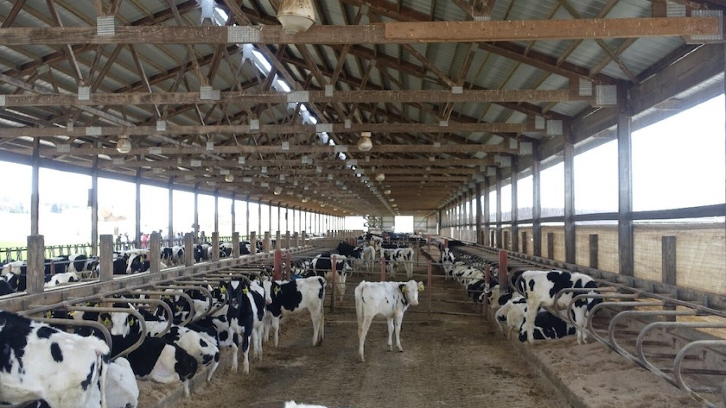 Springers Strong Amidst Mixed Bag for Dairy - Dairy Herd