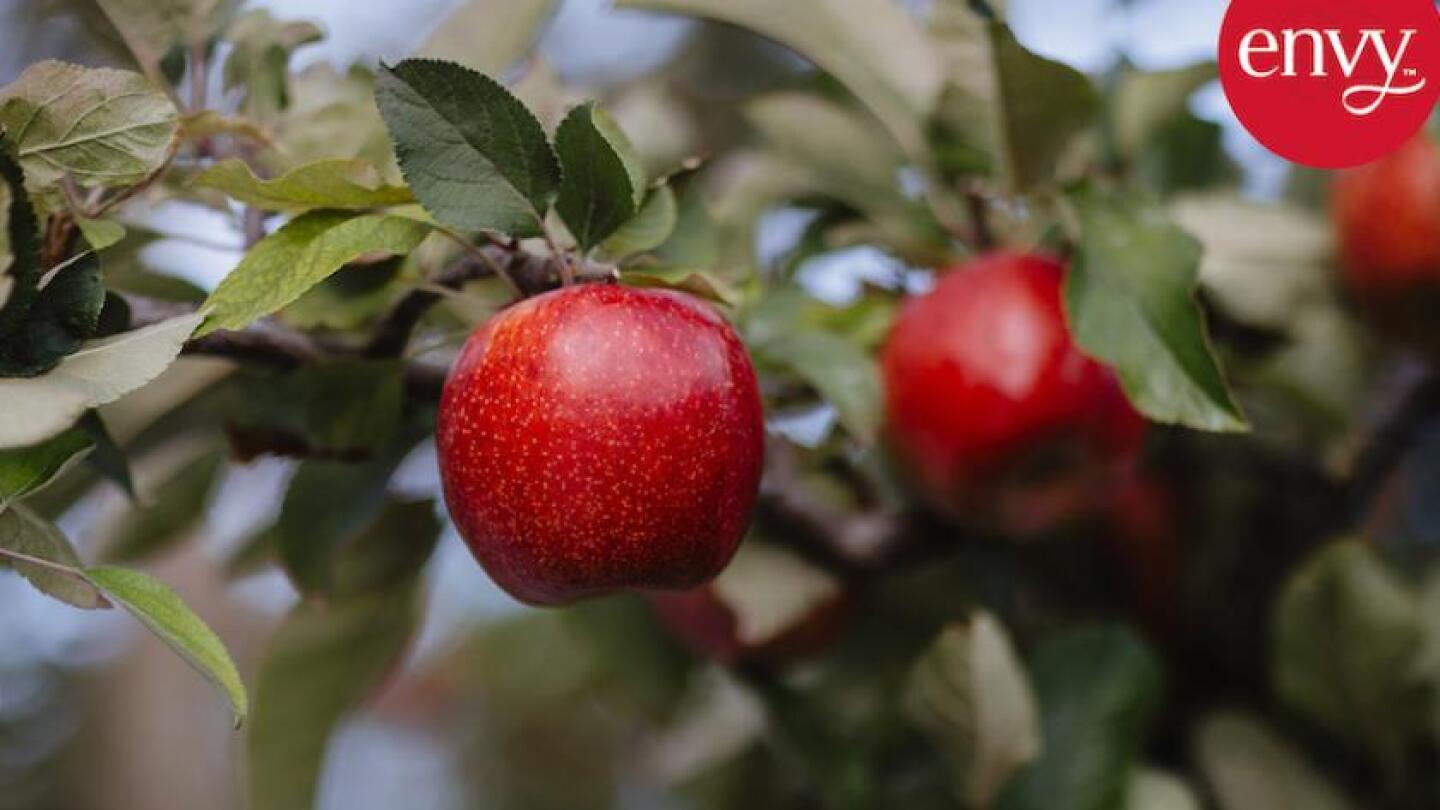 Behind the brand: How Envy built an apple category success story - The ...