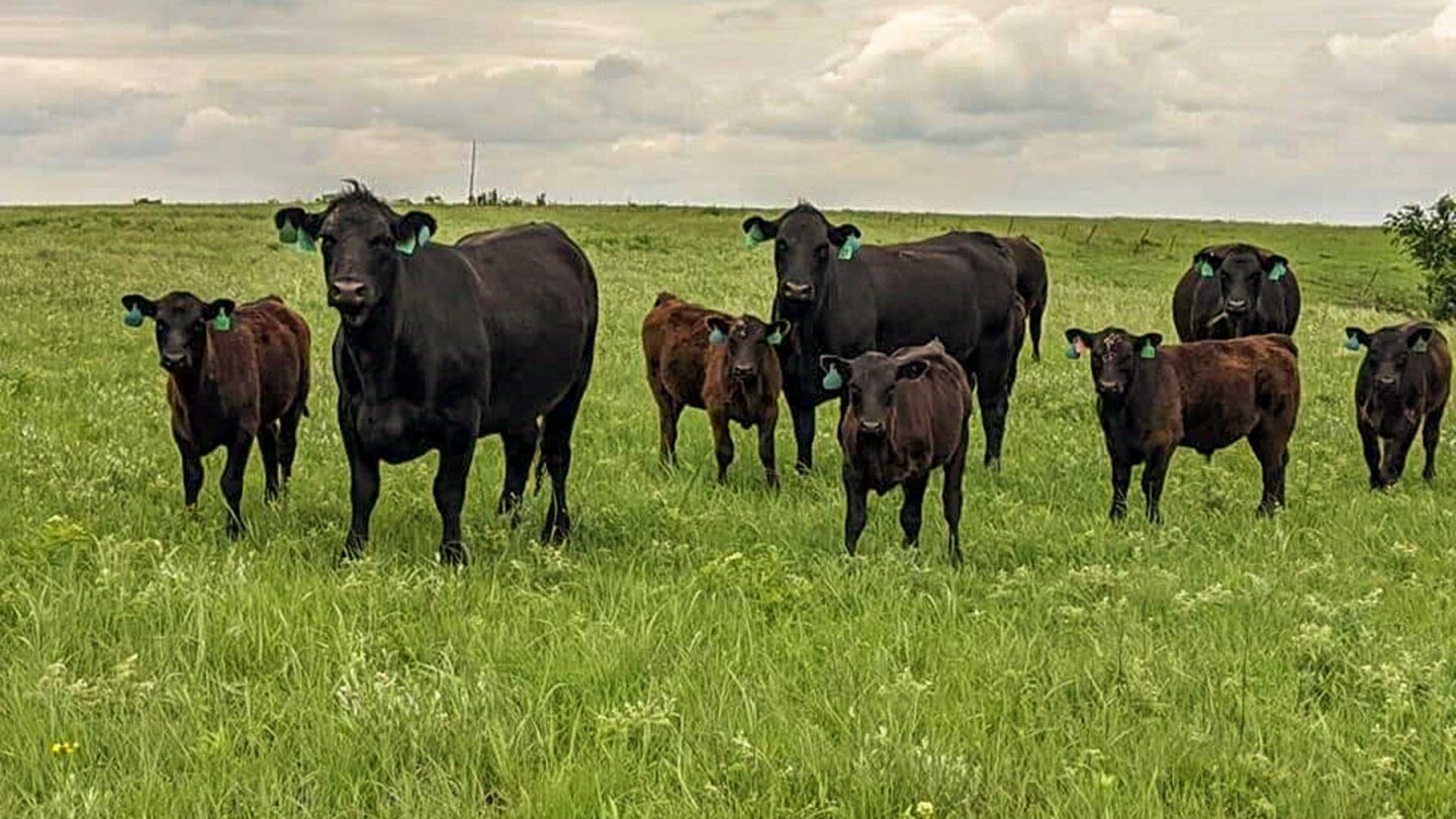 Beef Quality Assurance Program Injection Site Guidelines - Drovers