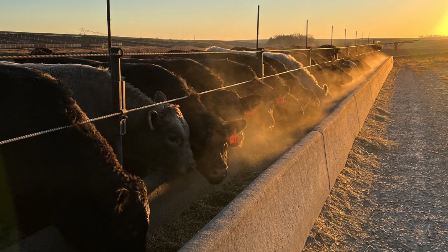 Markets: Cash Cattle Standoff, COF Report Neutral - Drovers