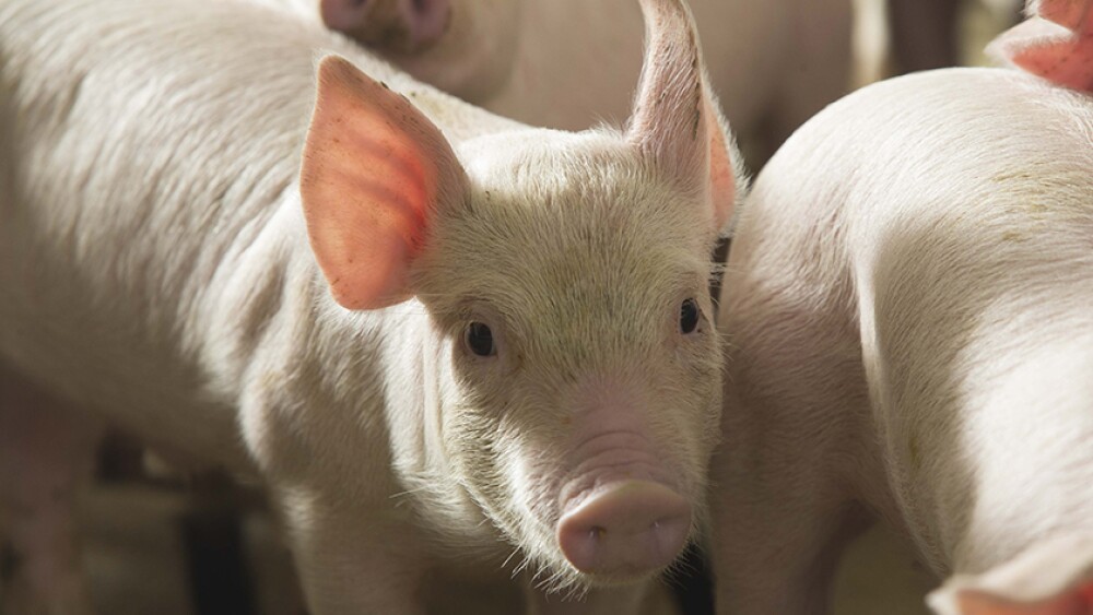 PORKtober Feature: Tork and Sawyer, This'll Do Farm