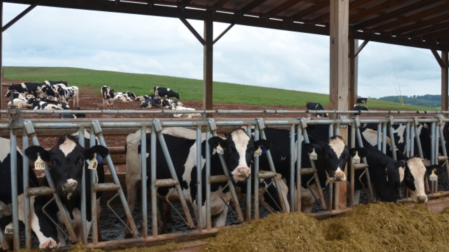 Well-Grown Heifers Bring More Value - Dairy Herd Management