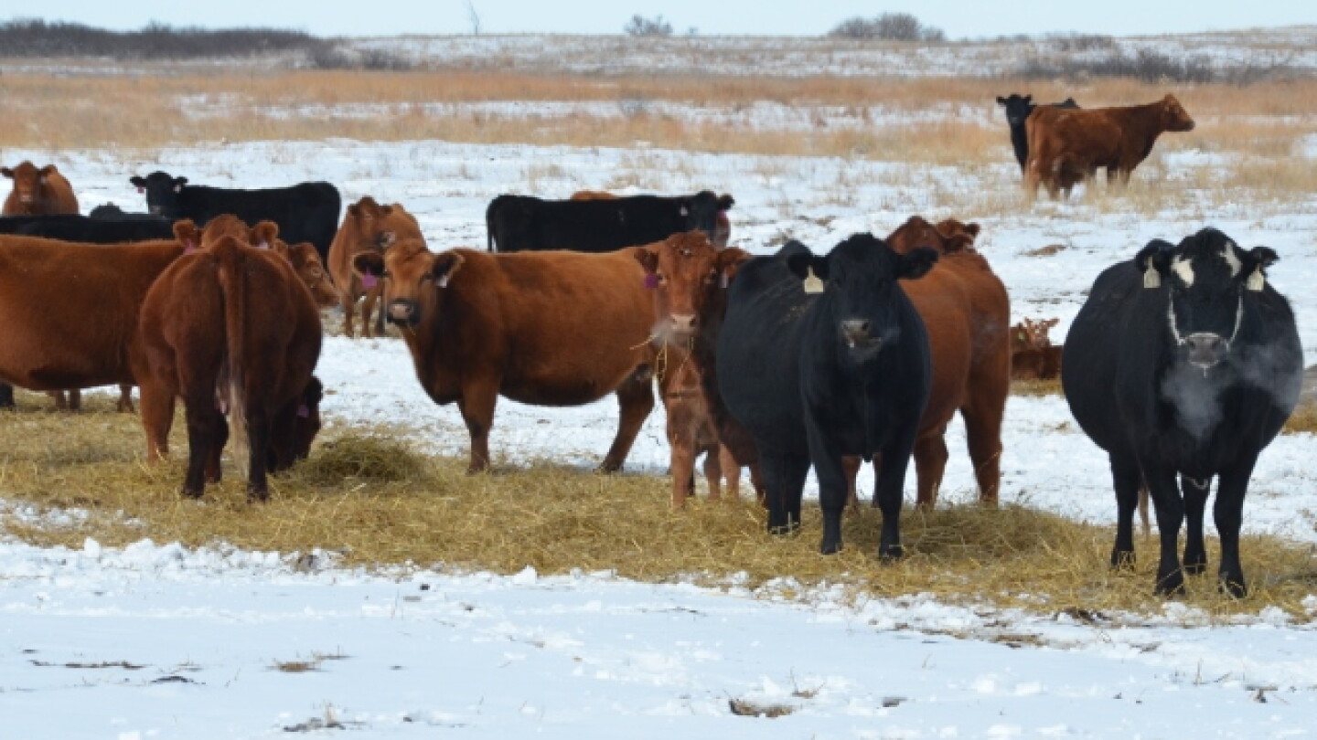 Neogen Launches First Crossbred Beef Heterosis Test - Drovers