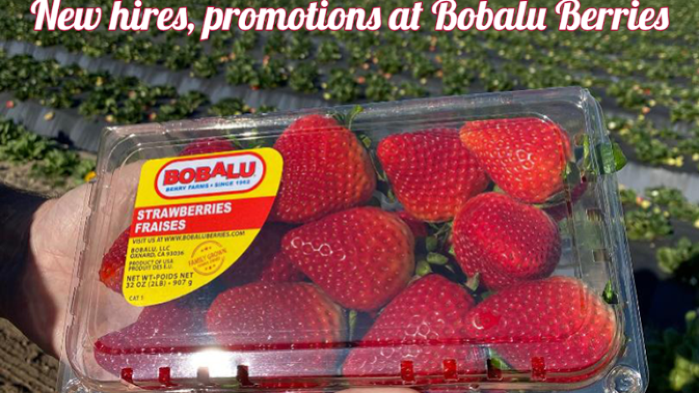 Bobalu Berries hires Tom O’Brien in sales - The Packer