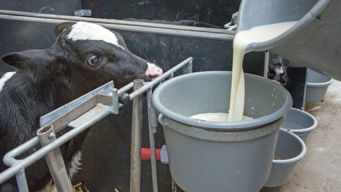 Well-Fed Calves Prefer Play Over Food - Dairy Herd