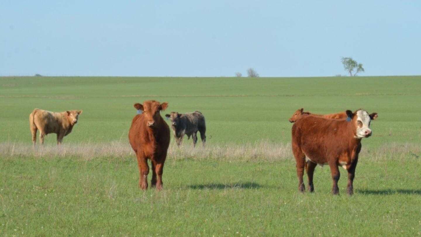 Peel: Fall Cattle Markets and Forage Conditions