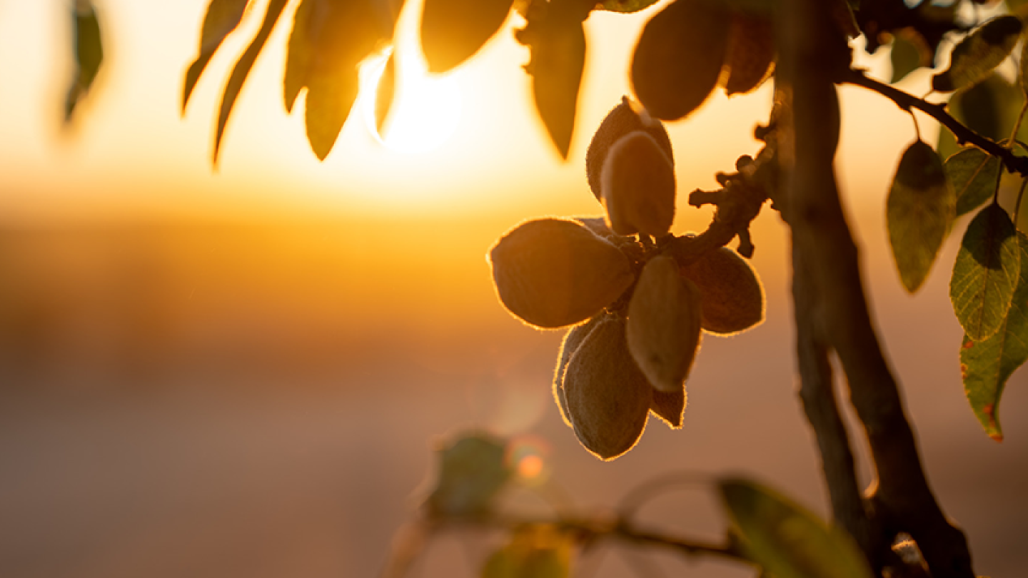 Almond Board of California looks to build global demand with USDA ...