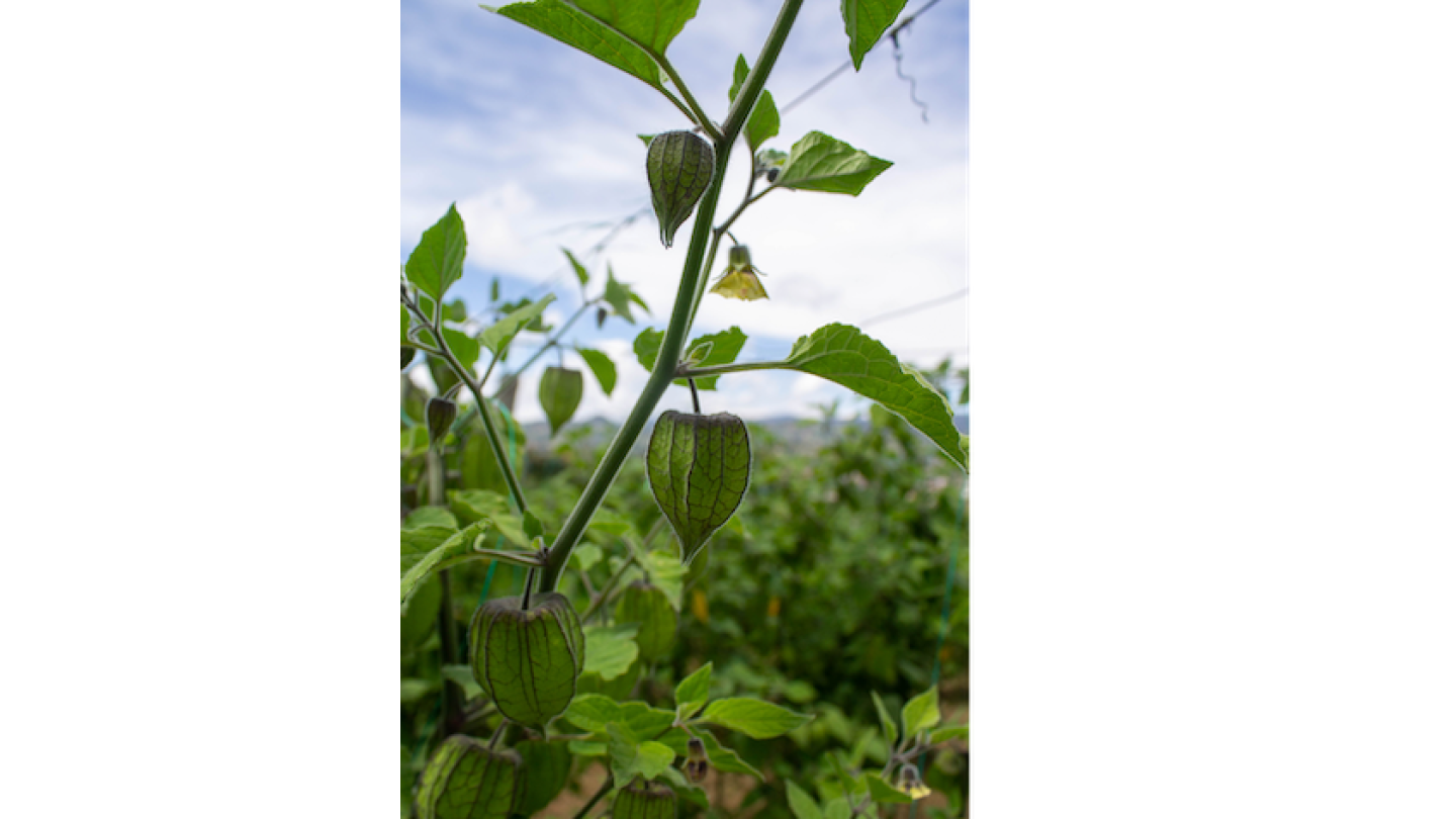Goldenberries find a foothold in U.S. - The Packer