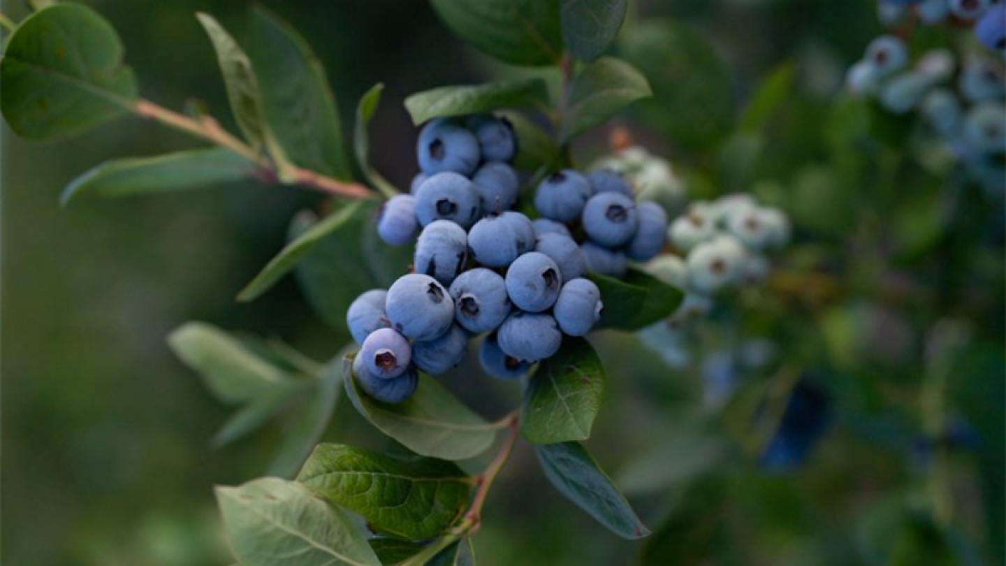 Grower expects strong Pacific Northwest blueberry season starting in ...