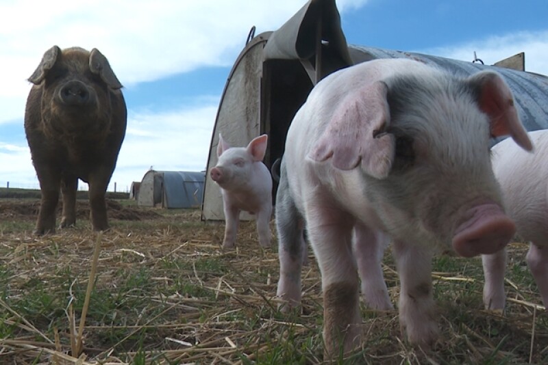 Michigan Producers Find Success With Pasture-Raised Pork - The Packer