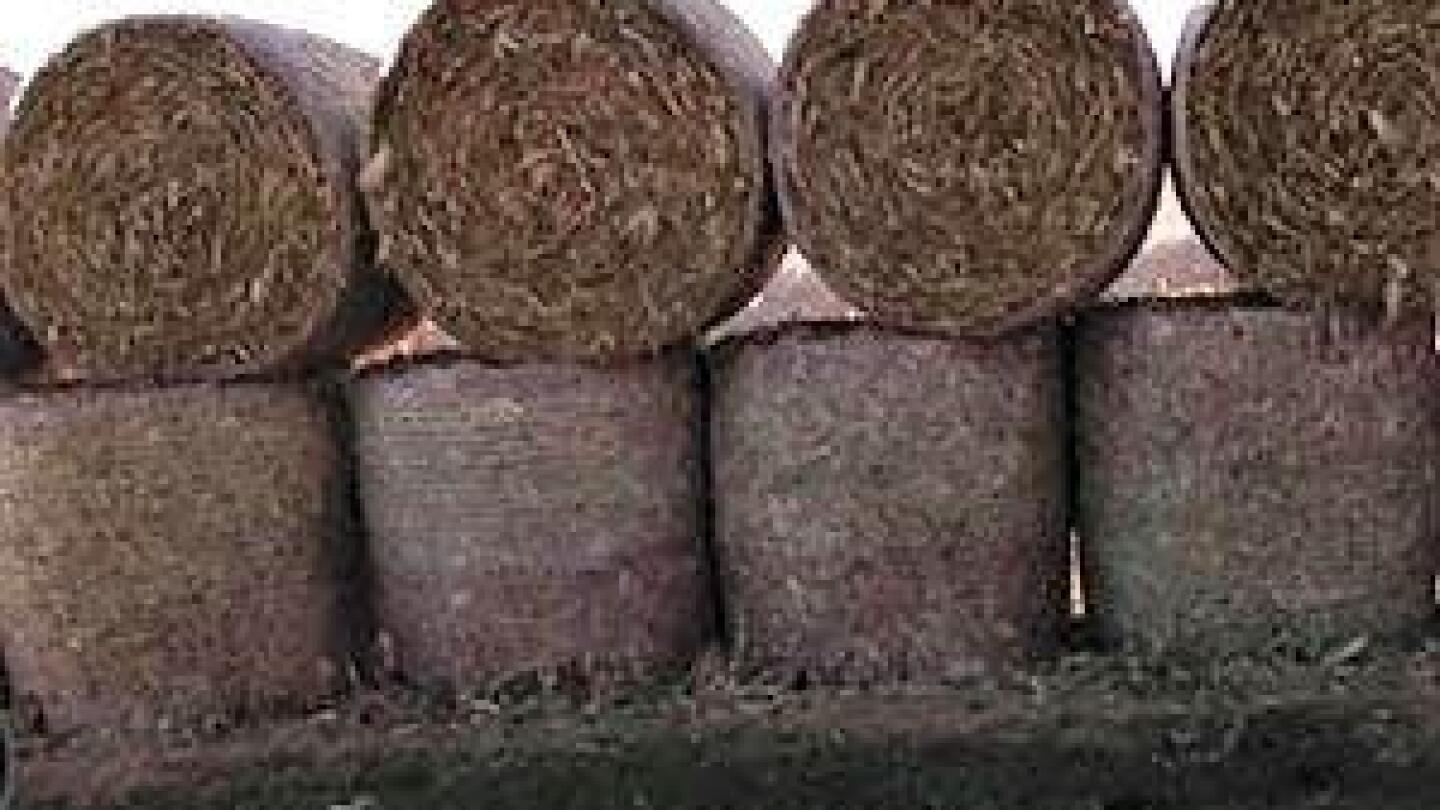 What Is the Proper Placement and Construction of Windbreaks? - Drovers