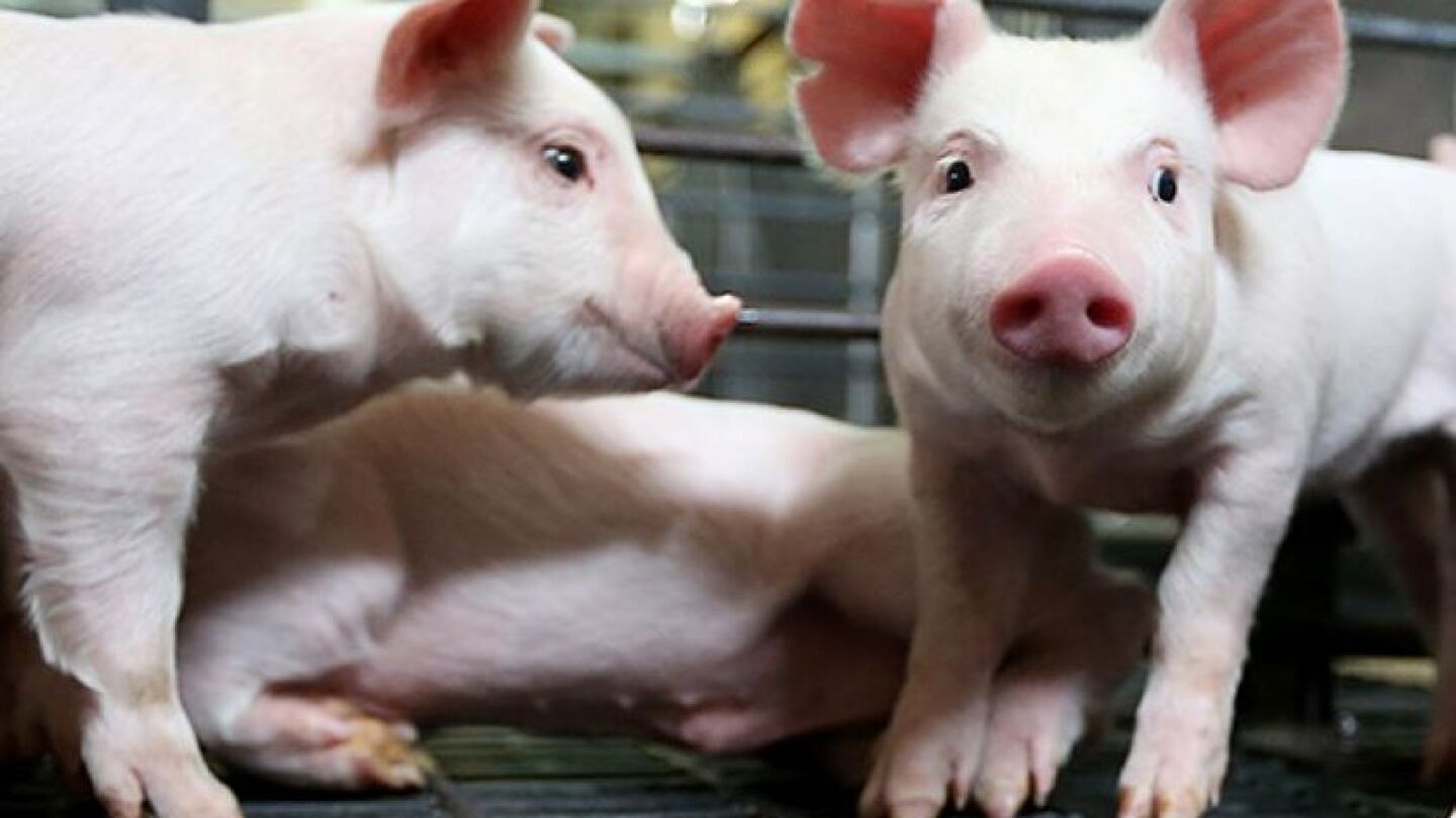 Research Safeguards U.S. Pork Industry from African Swine Fever - Pork ...