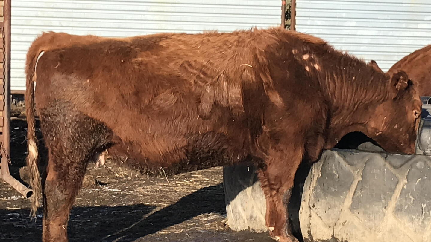 Tackling Winter Lice in Cattle - Bovine Vet