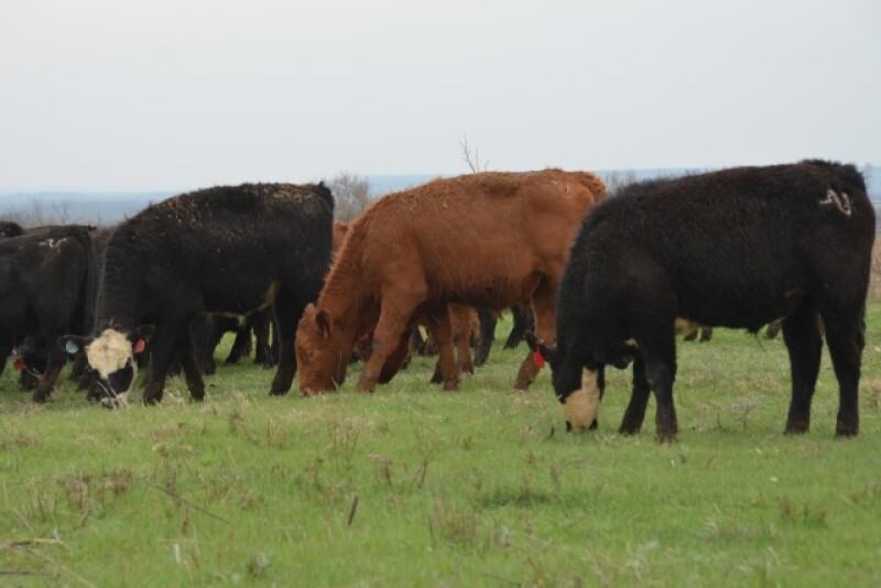 Cattle Producers: Is It Time for a Budget Checkup?