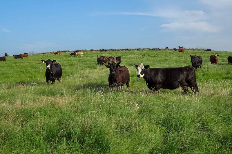 Peel: Beef Cow Slaughter and Herd Culling - Drovers
