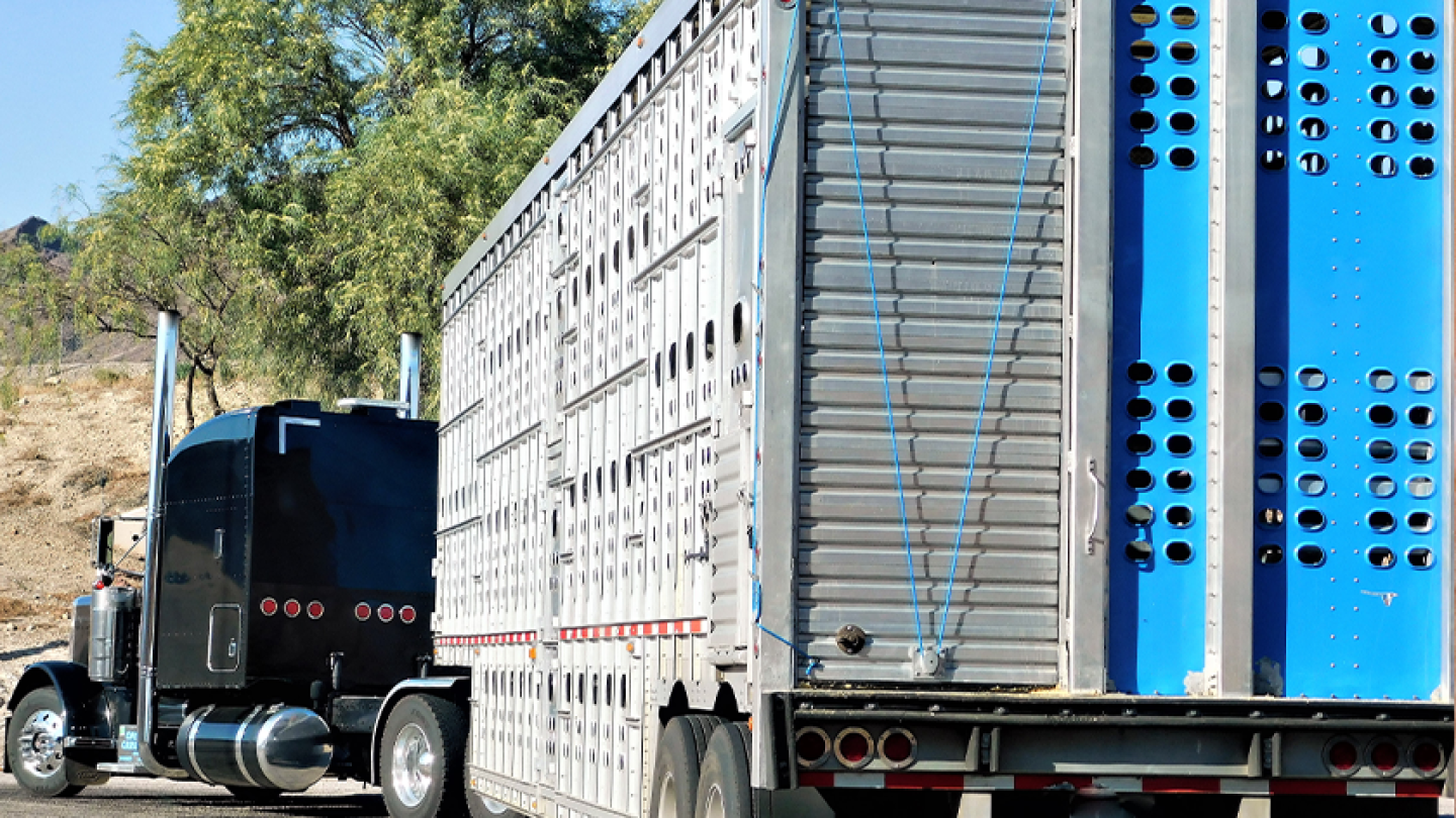 Livestock Analysis | Cattle and hog futures score two-month highs - Pro ...