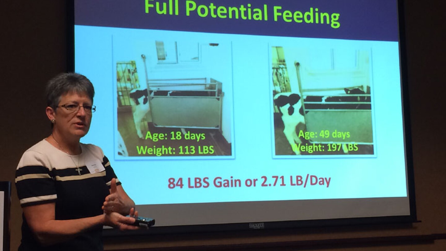 Calf Nutrition Important for Cow Success - The Packer