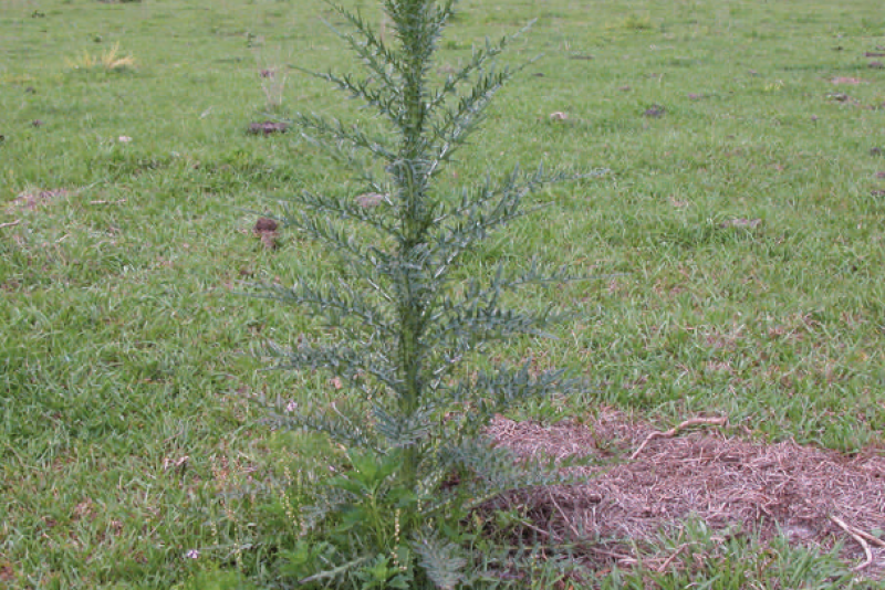 Florida: Thistle Control in Pastures