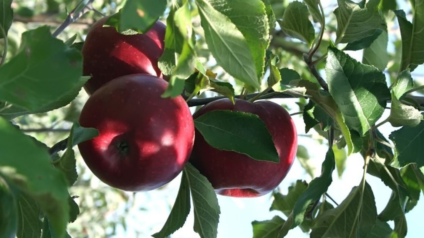 Washington State Tree Fruit Association shares season update, major ...
