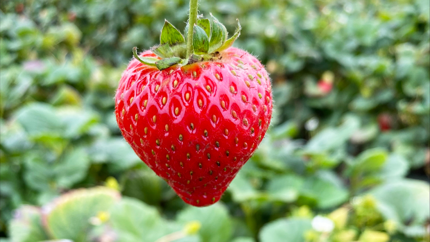 What California grower-shippers expect for strawberry season - The Packer