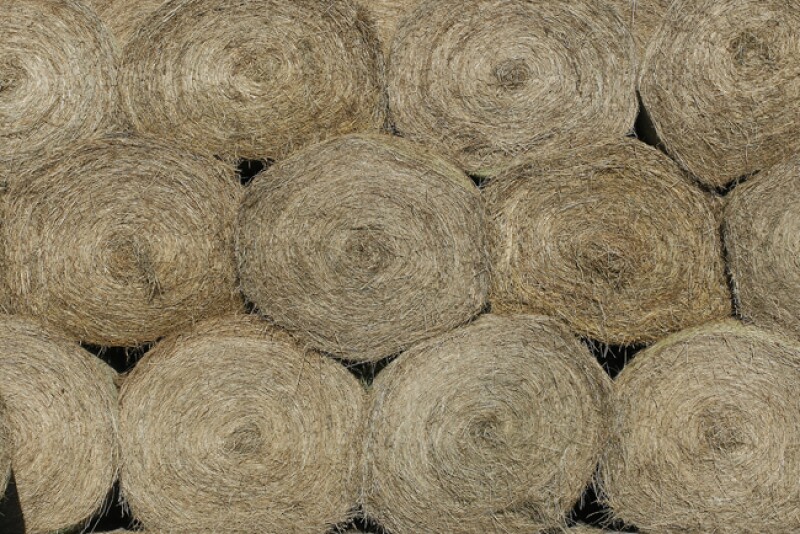 dried hay