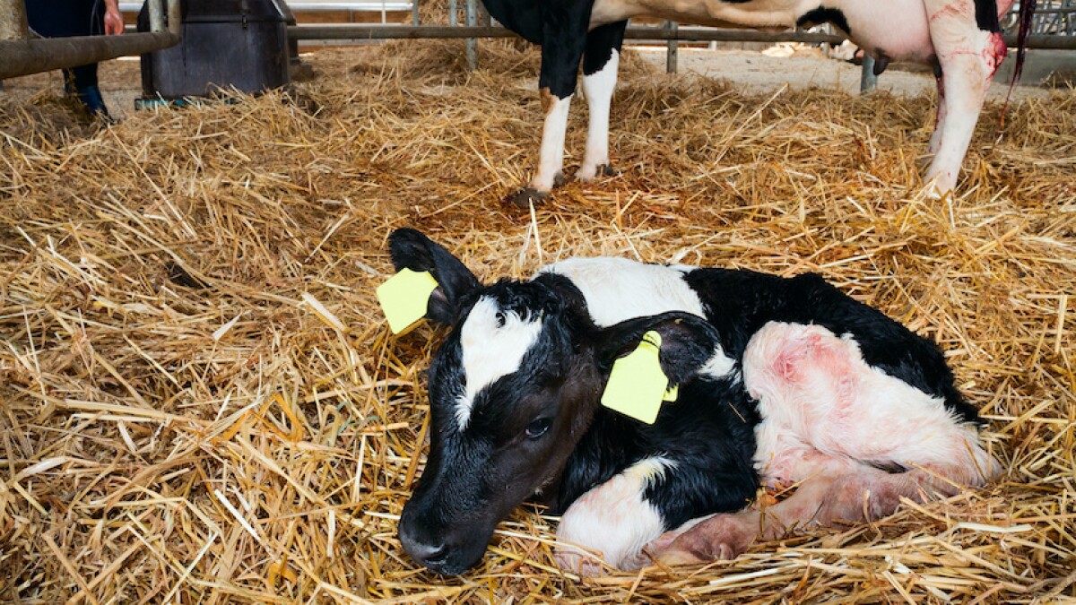 calf birthing kit