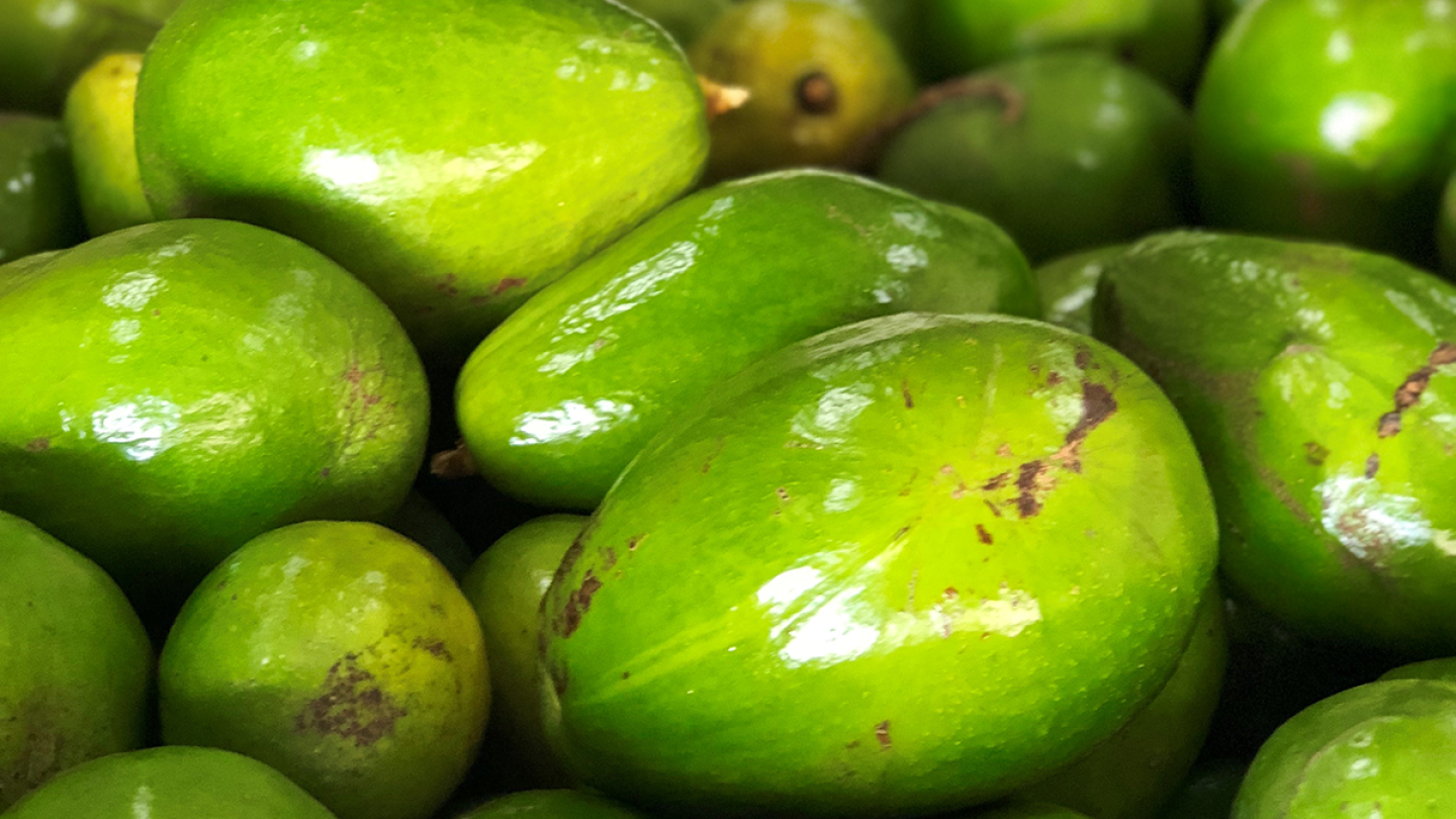 Strong crop expected for Florida avocados - The Packer