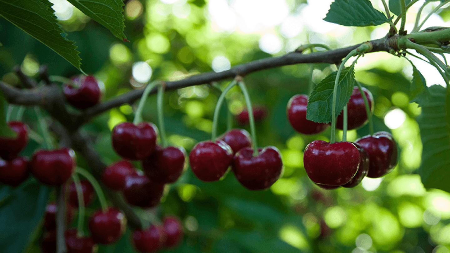 By the numbers — Looking ahead to cherries - The Packer - Fruit and ...