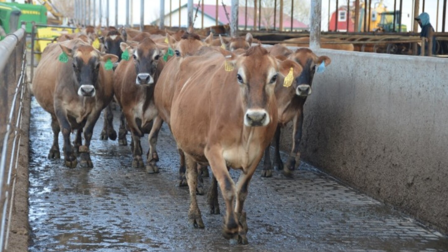 Stocking Density impacts Cow Well-Being and Performance - Bovine Vet