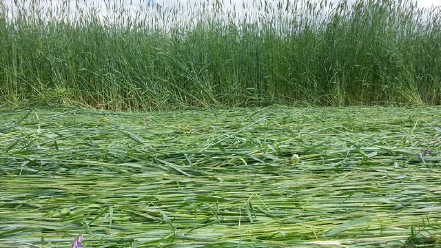 How Popular are Cover Crops? - The Packer