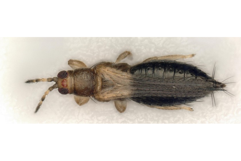 Study reveals new control options against invasive thrips parvispinus ...