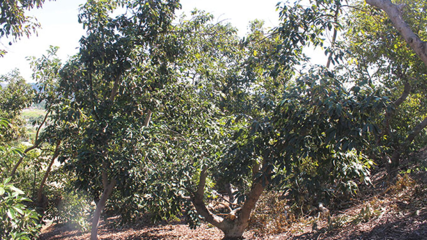 California avocado consumers have variety of options - The Packer