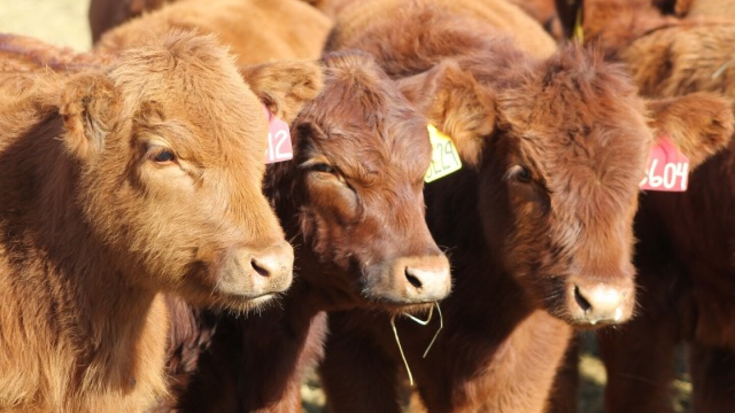 Preconditioning Calves: Can it Add Value to You as Cow-Calf Producer ...
