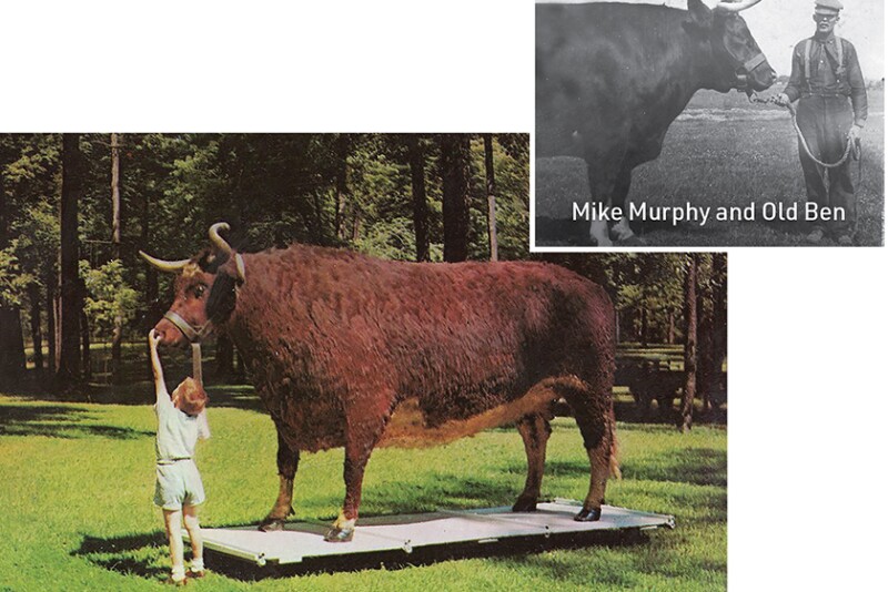 The Story of Old Ben: The Biggest Beef Ever - AgWeb