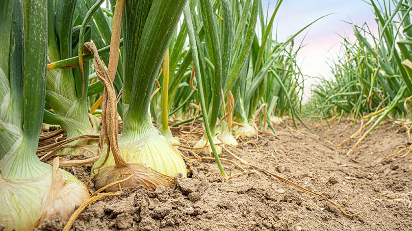 Buyer onions tour brings virtual and in-person elements - The Packer