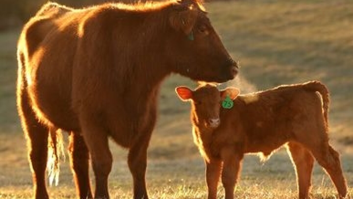 Derrell Peel: USDA Offers Help For The Cattle Industry - Drovers