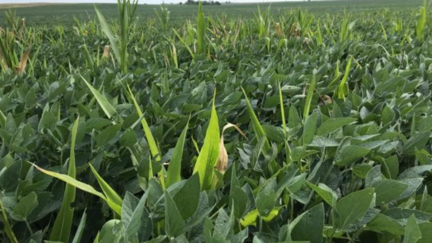 Volunteer Corn in Soybeans Harbors Secret Pest Problem - AgWeb