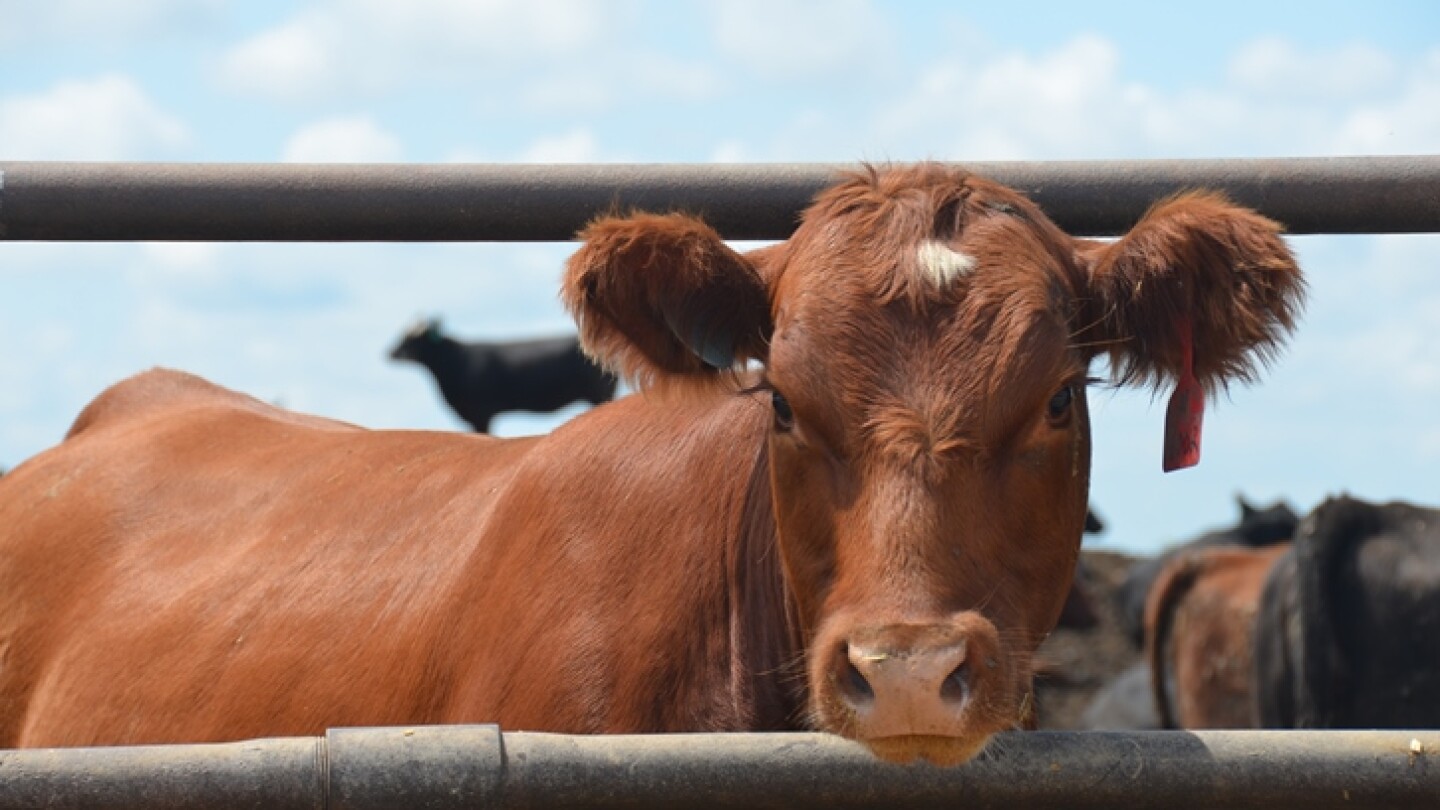 Heifer Feeding Keeps Feedlot Inventories Large