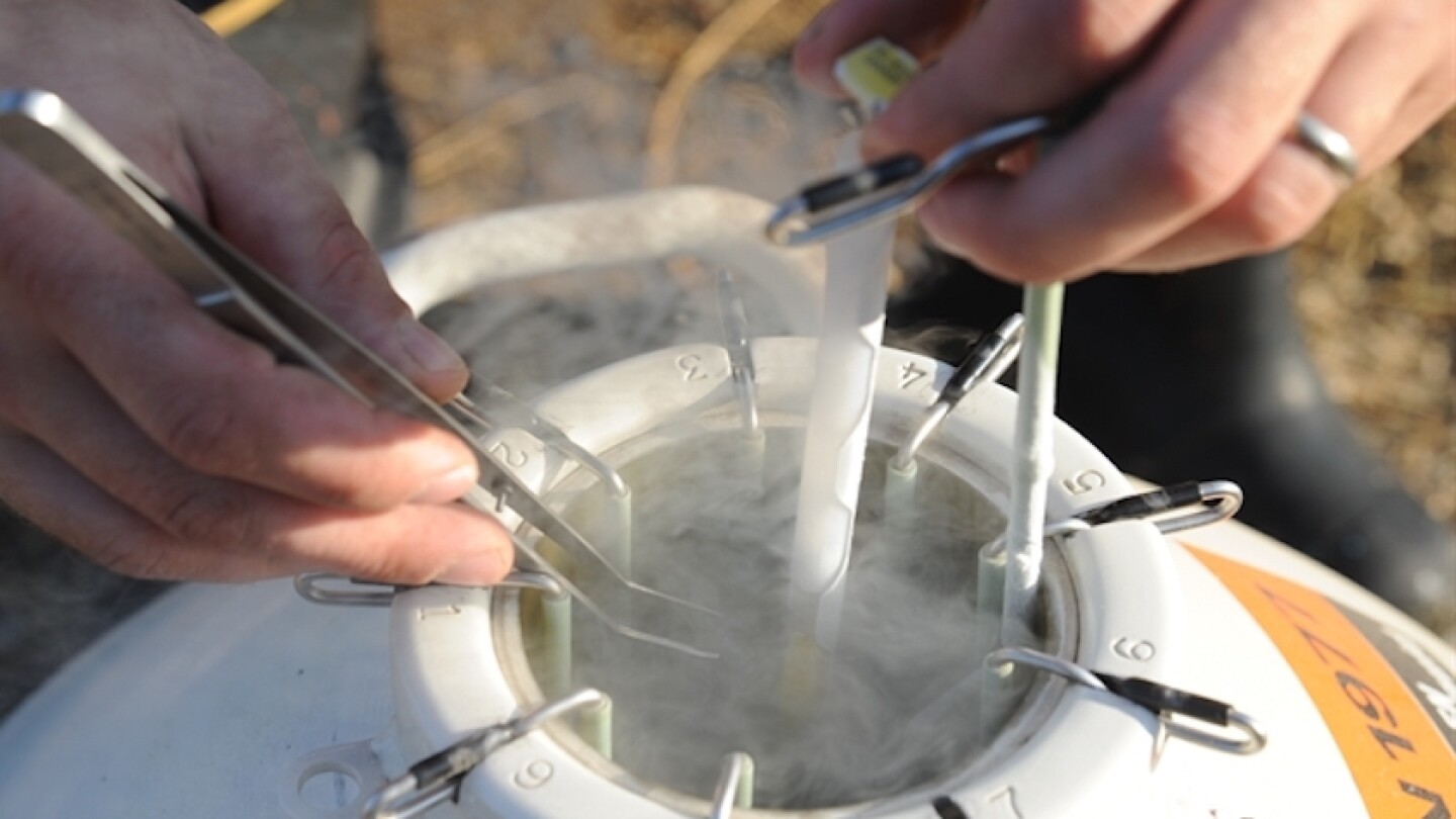 Artificial Insemination: The Supplies You’ll Need, Plus Best Practices ...