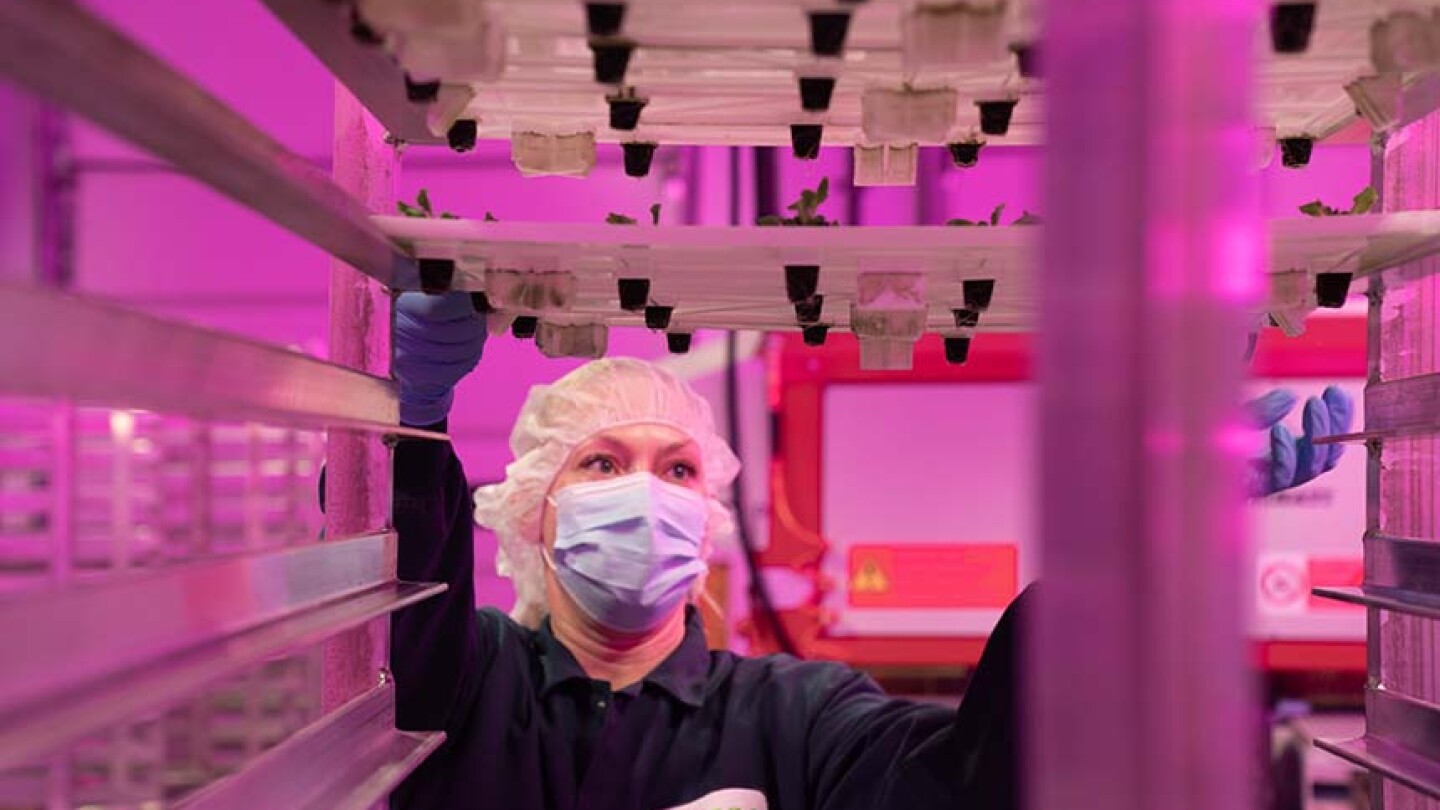 In the heights: Q&A with Kalera CEO Jim Leighton - The Packer - Fruit ...