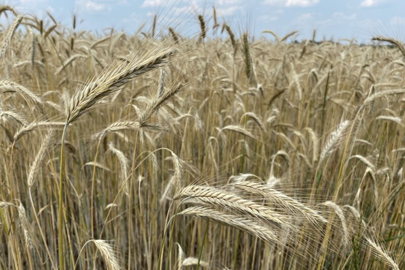 Small Grains Make a Big Difference: Progressive Methods Can Leave a ...