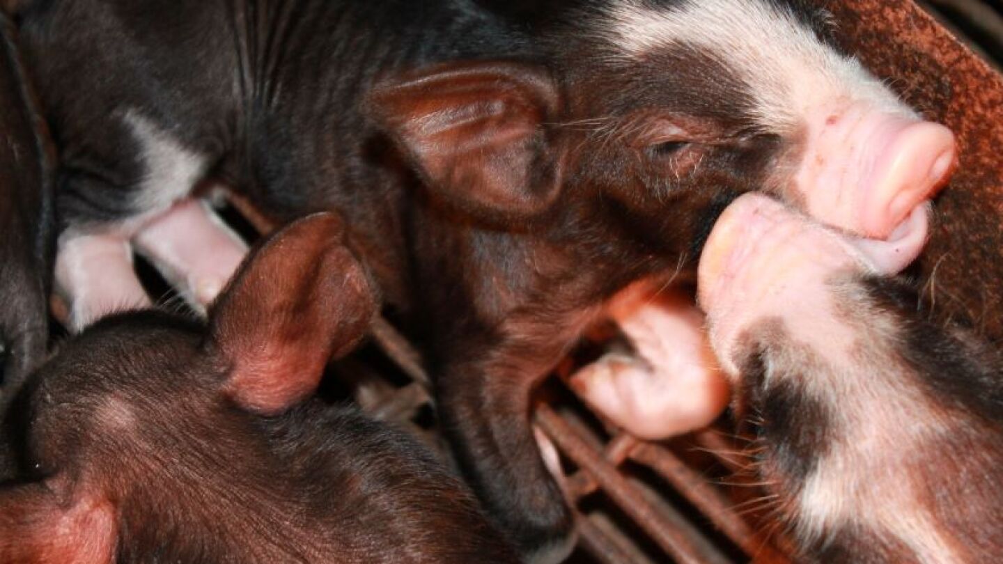 Plan Big, Execute Small - Pork Business