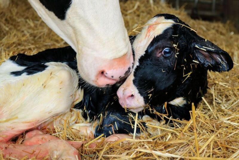 newborn cows