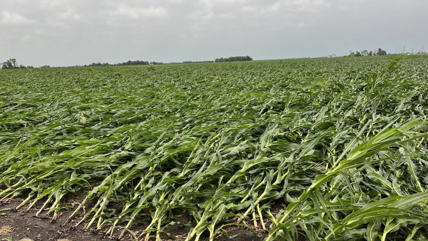 Double-Edged Sword: Did Rains from Derecho Save Illinois Corn and ...