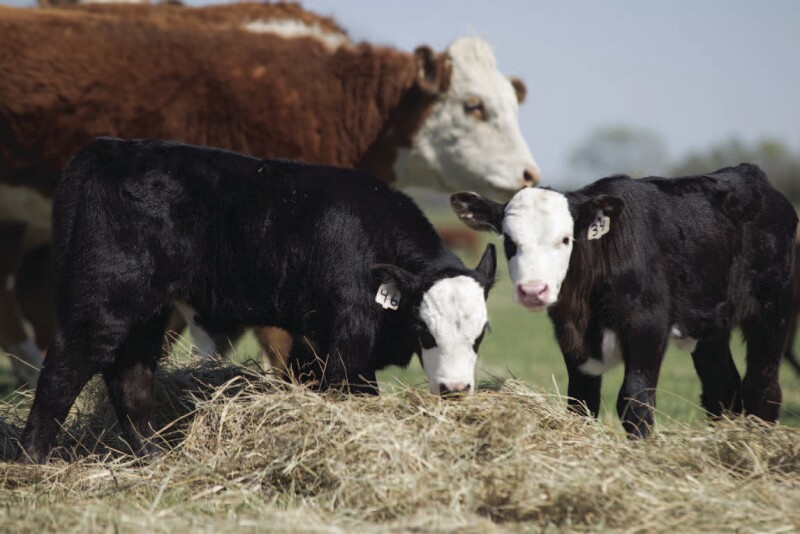 pasteurella multocida calves