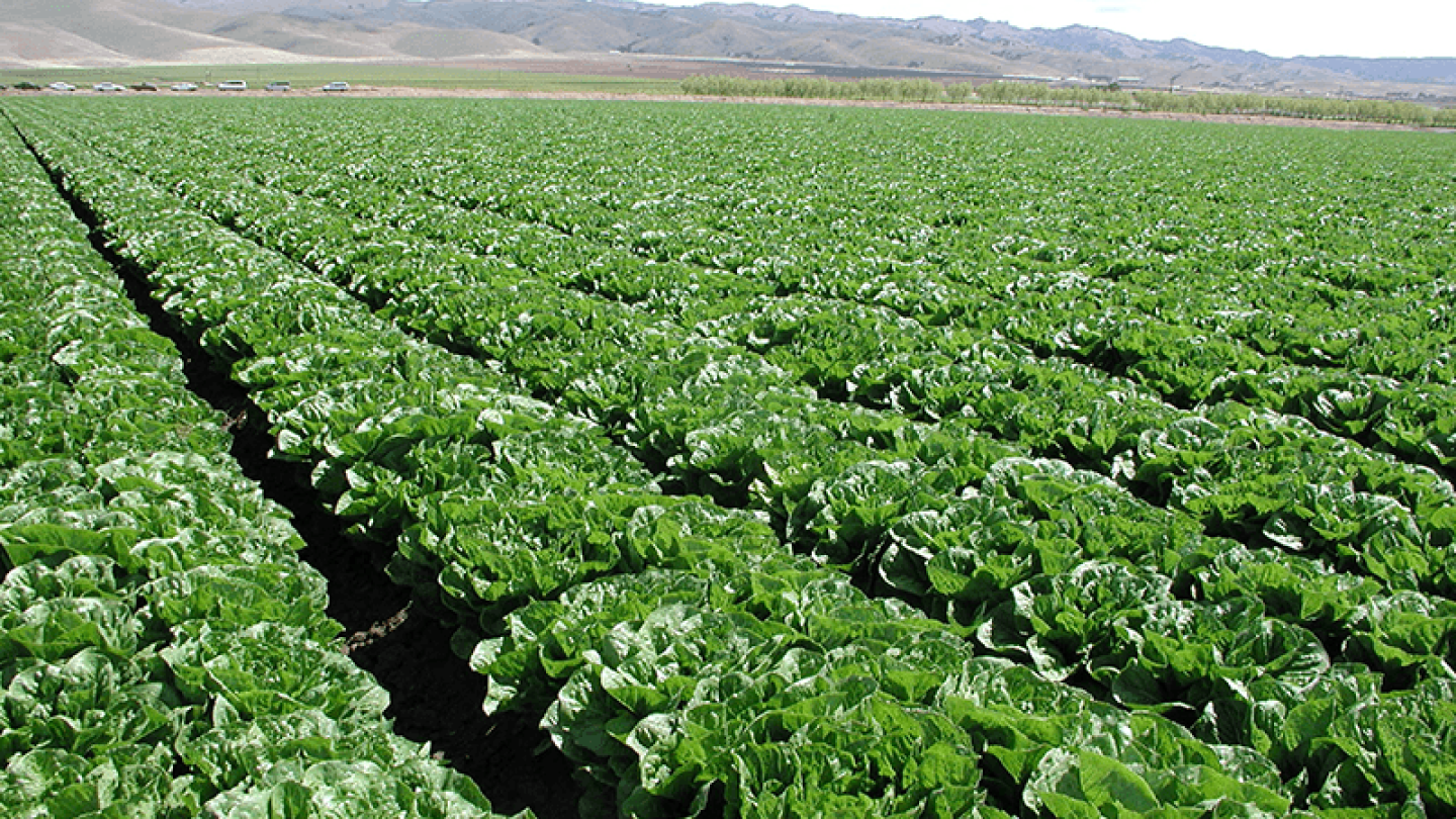 Canada adds to outbreak count, romaine investigation continues - The Packer