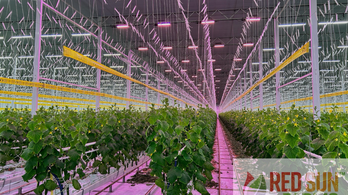 Red Sun Farms tests new lighting - The Packer