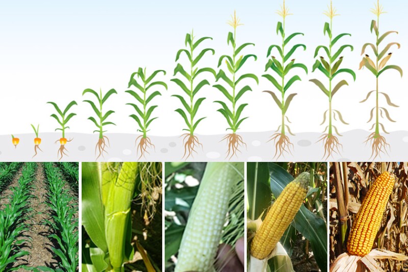 How Your Management Can Impact Key Corn Yield Components - AgWeb