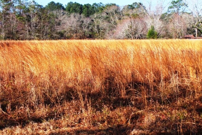 Pasture Soil Fertility Essential to Prevent Broomsedge Infestations