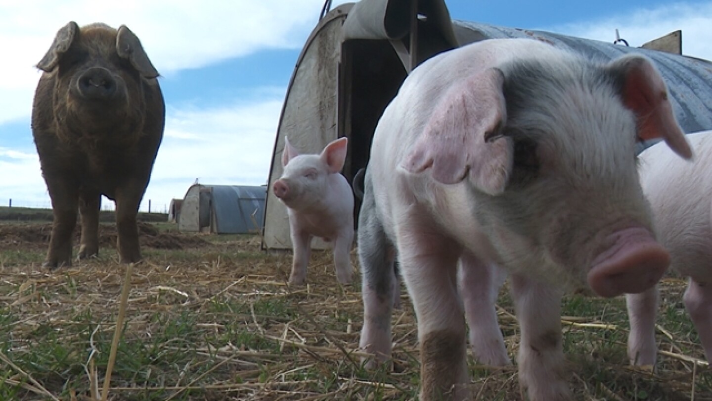 Michigan Producers Find Success With Pasture-Raised Pork - The Packer ...